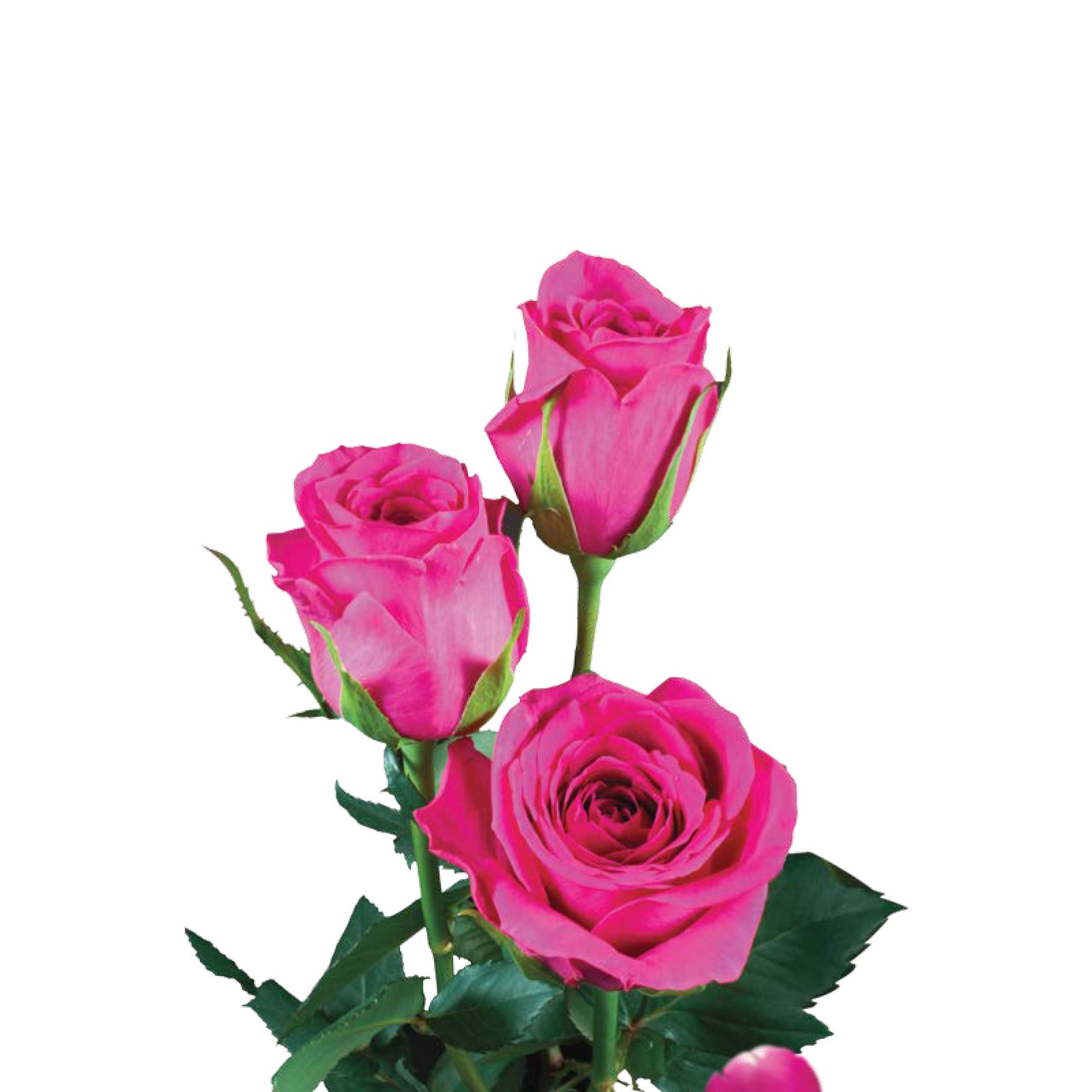 Adama Rose - Petal Pro