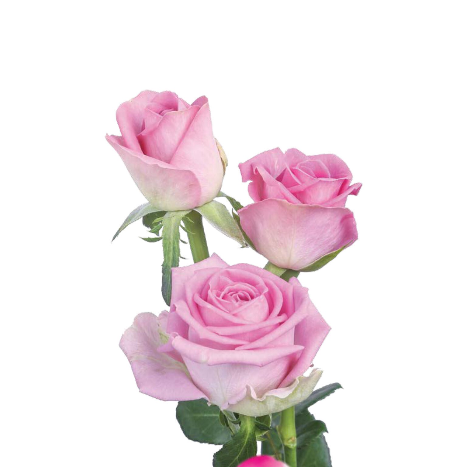 Petal Pro - Wholesale Flower Shop in Bangalore
