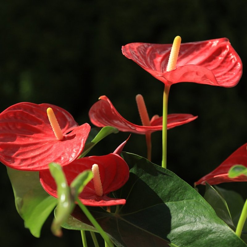 Anthurium Mix Color - Petal Pro