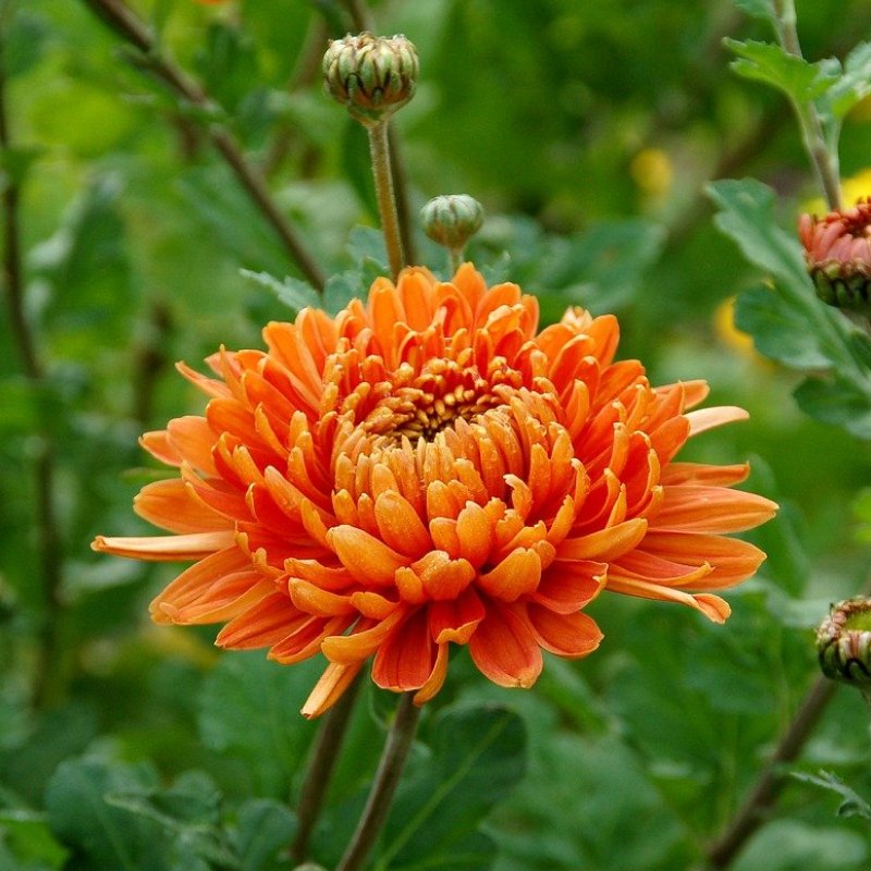 Chrysanthemum Emma - Petal Pro