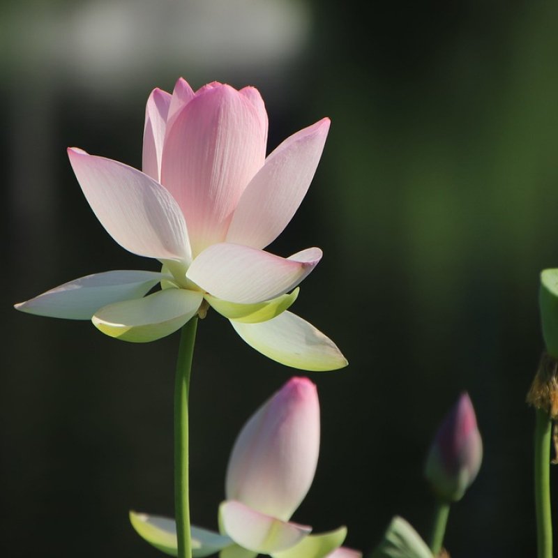 Lotus Mix Color - Petal Pro