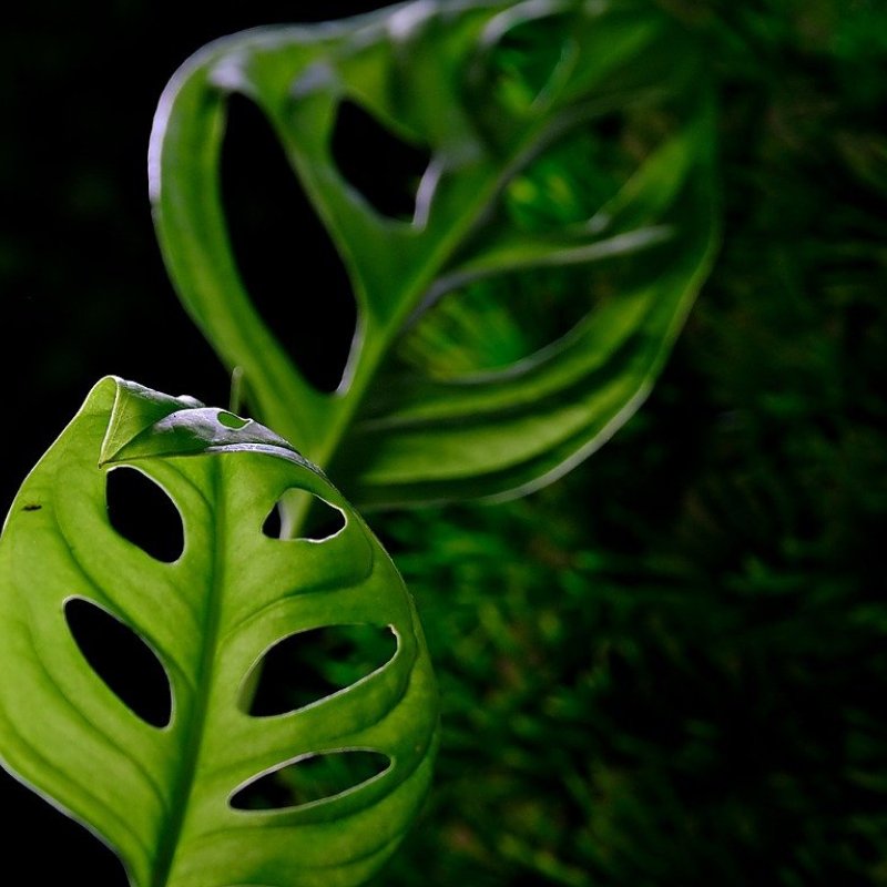 Monstera - Petal Pro
