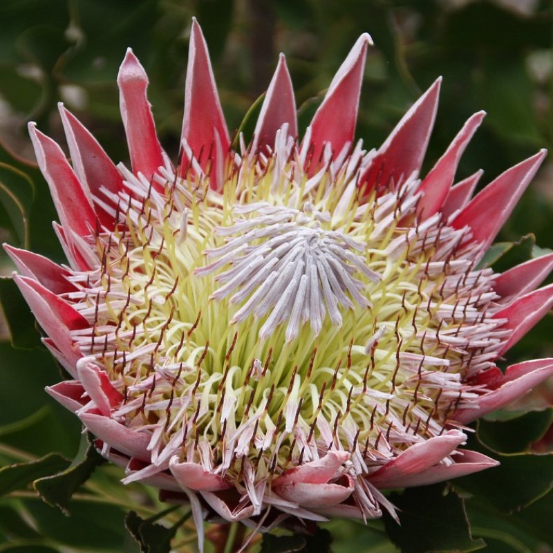 Protea King & Queen - Petal Pro