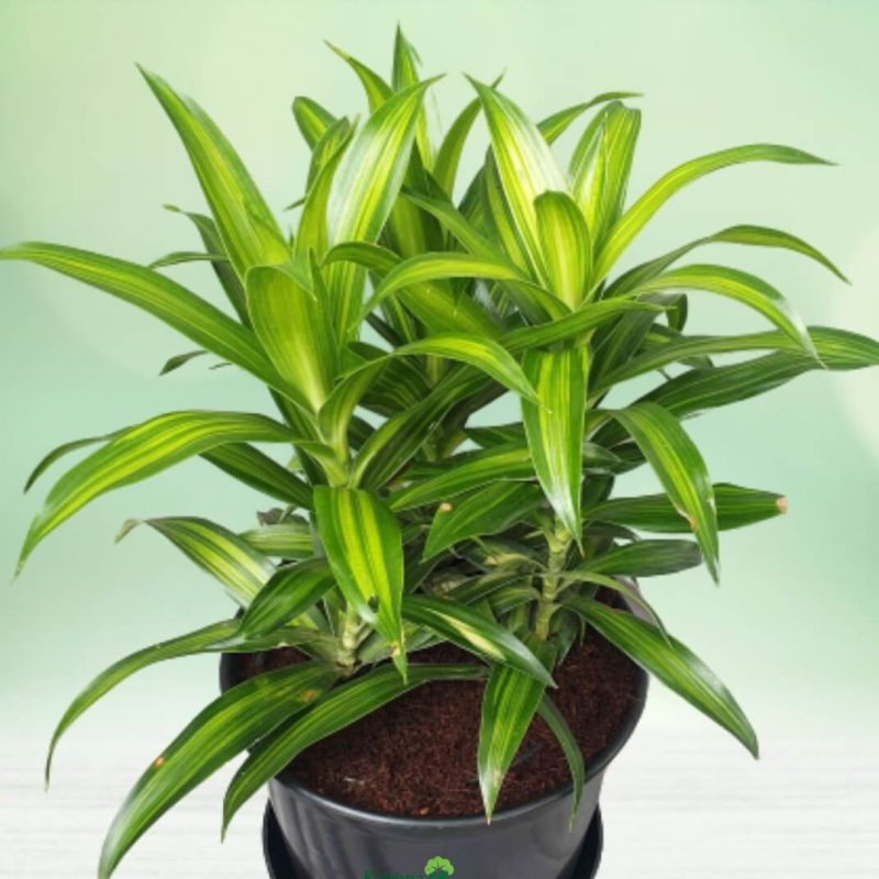 Song of India - Petal Pro